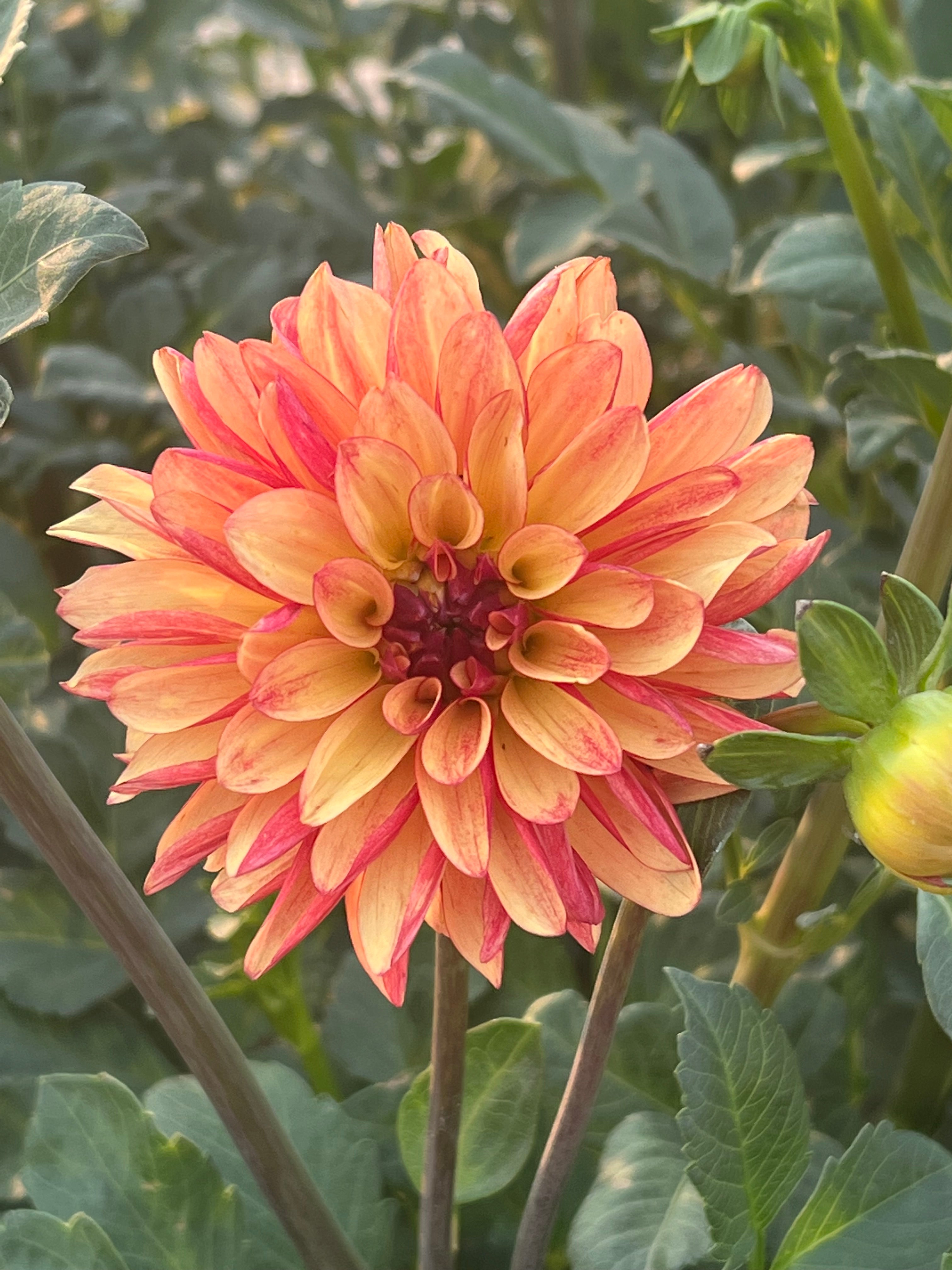 Crazy Legs – Secret Cottage Blooms